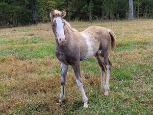 Saddle Brook Stables - Horses